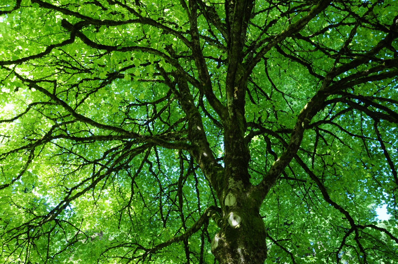 Climate Change Adaptation Strategy